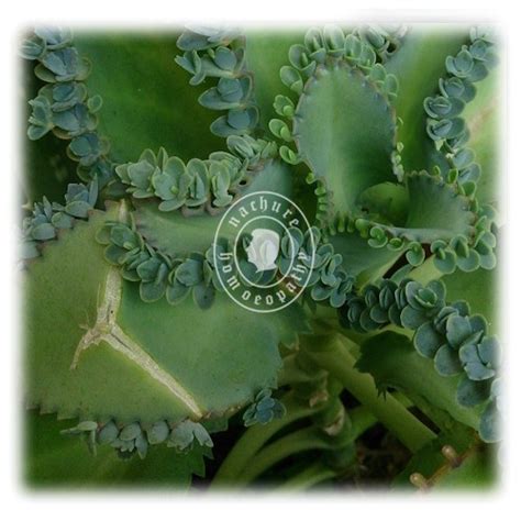 Bryophyllum In Mother Tincture And Dilutions Nachure Online