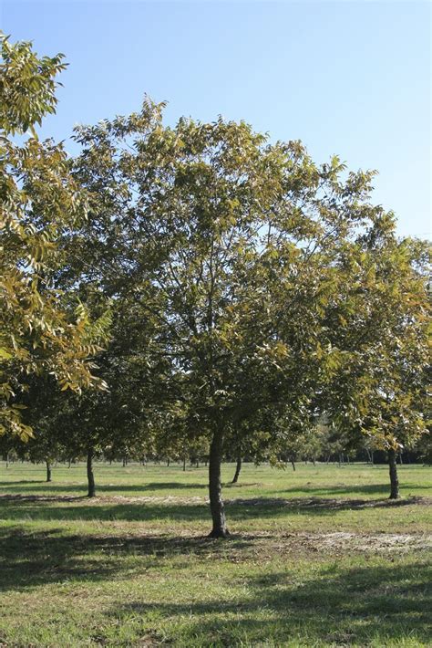 Do Pecan Trees Need Pruning Learn When And How To Prune Pecan Trees