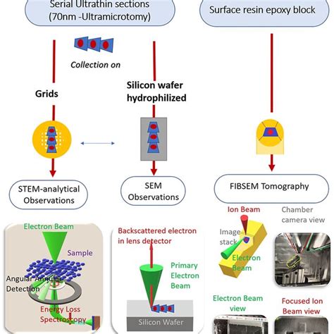 Methodology Workflow Of Electron Microscopy Em Combined Approaches