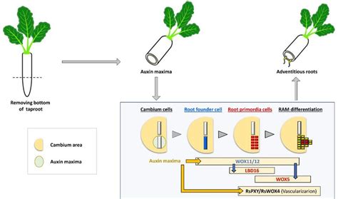 Model For Adventitious Root Development In Radish Download