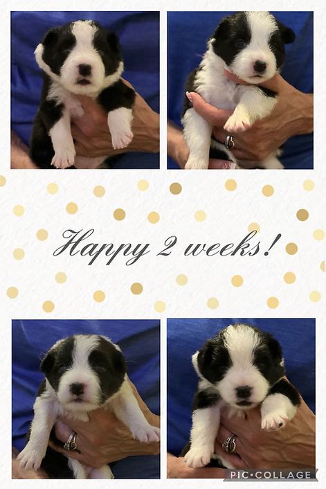 Figment X Mushu 523 Mysite