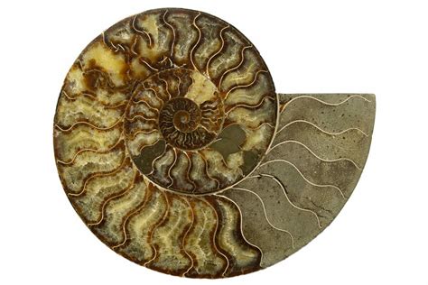 Huge 11 1 Sliced Ammonite Fossil Half Madagascar 317428 For Sale