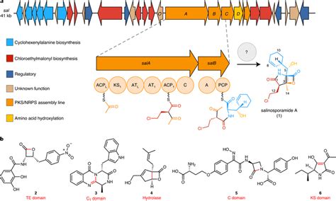 Microbial Natural Products Assembled By Terminal Cyclization