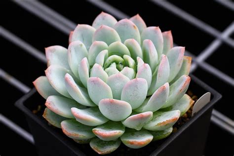 雪天使？ Echeveria ‘snow Angel 多肉联萌
