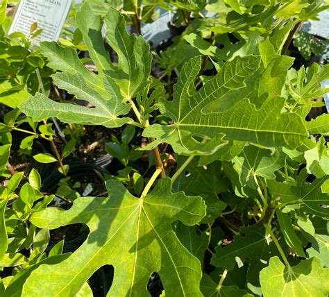 Italian Fig Self Pollinating Live Fig Tree In Gallon Pot Etsy