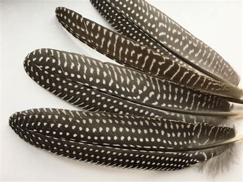 Guinea Feathers Long 10 Pcs Guinea Fowl Quill Feathers Polkadot