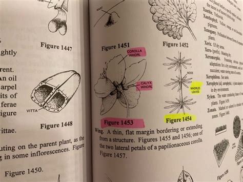 Floral Morphology Flashcards Quizlet