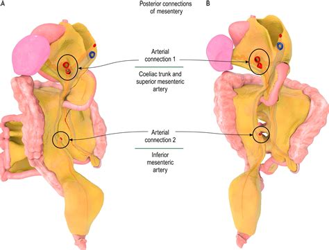 The Mesentery And The Mesenteric Model Of Abdominal