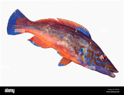Male Cuckoo Wrasse Cut Out Stock Images And Pictures Alamy