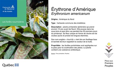 Érythrone Damérique Développement Durable Université De Montréal