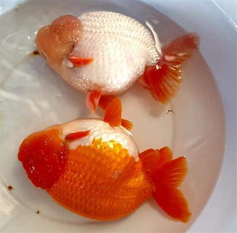 ديكور سبونج بوب يوضع في احواض السمك الوان ثابتة اكسبلور اسماك اسماك