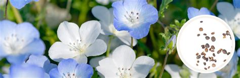 How To Plant Nemophila Seeds Eden Brothers Planting Guides