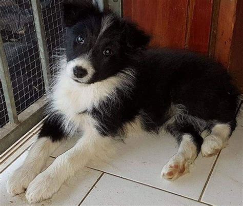 My Illegal Border Collie Runt Of The Litter Not The Smolest Doggo