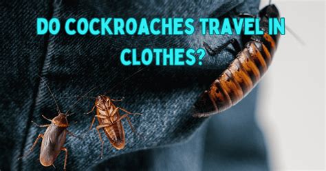 Do Cockroaches Live In Clothes At Imelda Metzger Blog