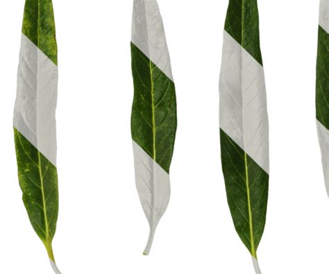 Artstation Anydrafts Gomphocarpus Physocarpus Leaf 01 Texture Game