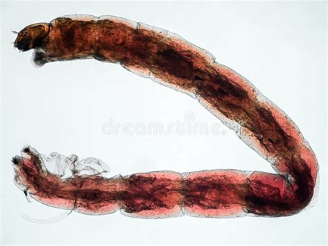 Mosquito Larvae Chironomus Sp Under The Microscope Stock Image Image Of Fresh Larva 270805405