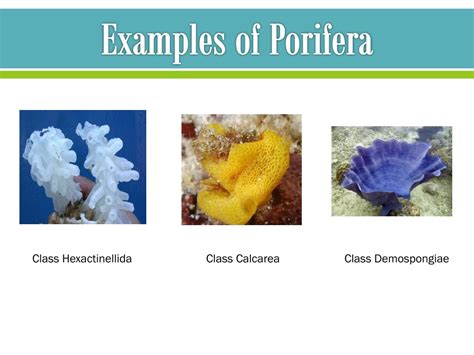 Class Demospongiae Examples