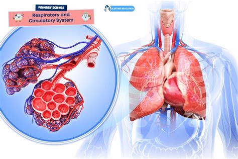 Psle Science Handbook Respiratory And Circulatory System Bluetree