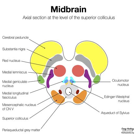 Mesencephalon Anatomie Cns Intro To Brain And Ventricles Medulla