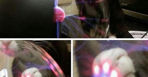This Is What Happens When A Cat Touches A Plasma Ball Imgur