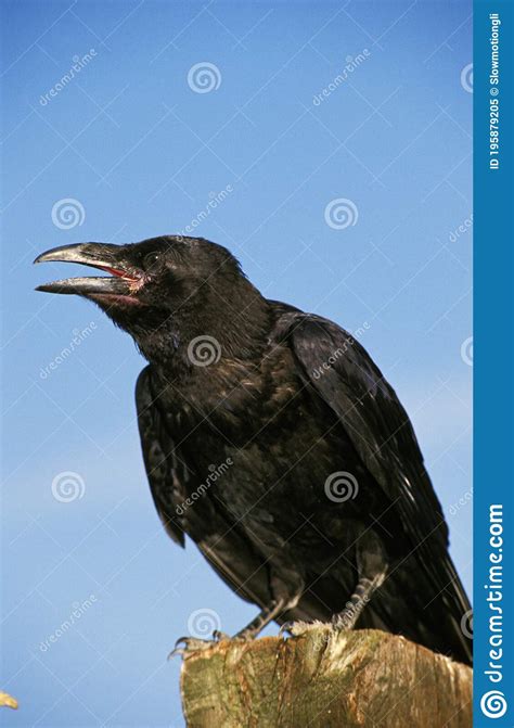 Corax Commun De Corvus De Corbeau Croasser Adulte Appelant Image Stock