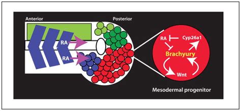 Anterior Posterior Patterning In Early Development Three Strategies Pmc