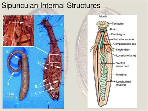 Ppt Phylum Annelida Powerpoint Presentation Free Download Id258520