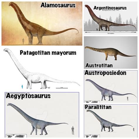 Argentinosaurus Vs Brachiosaurus