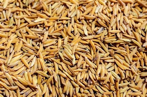 稻水平画幅枝繁叶茂无人夏天彩色图片清新农业叶子土产素材 花瓣网