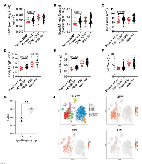 Figure 5 From Novel Role For Alpha 2 Macroglobulin A2m As A Disease Modifying Protein In