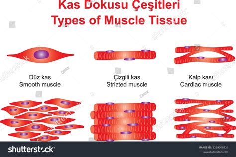 Types Muscle Tissue Education Stock Vector Royalty Free 2229008823