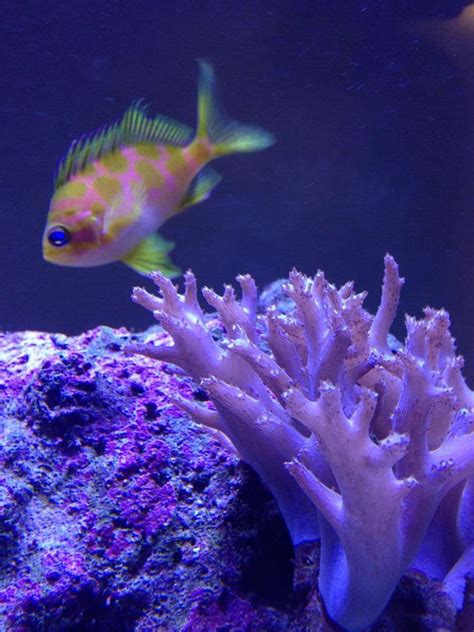 Meet My Borbonius Anthias Raquariums