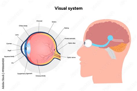 Cerebral Cortex Frontal Somatosensory Cortex Parietal Occiptal Temporal Lobe Infographic