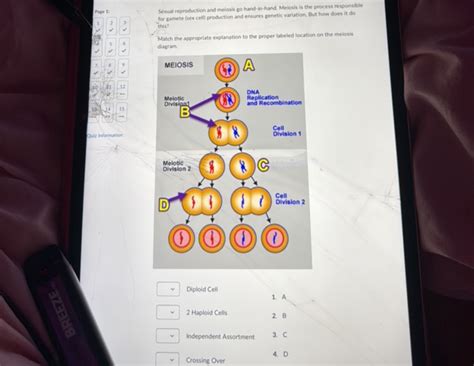 Sexual Reproduction And Meiosis Go Hand In Studyx