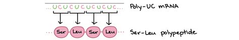 The Codon For Tryptophan Is Brainly Solved Tryptophan Is One Of The Amino Acids Found In Prot