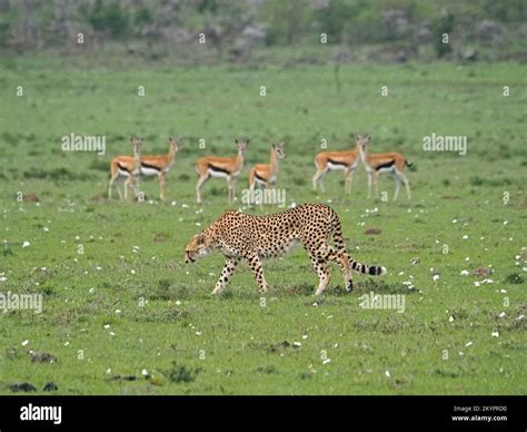 Die Jagd Auf Den Lone Cheetah Acinonyx Jubatus Wird Von Den