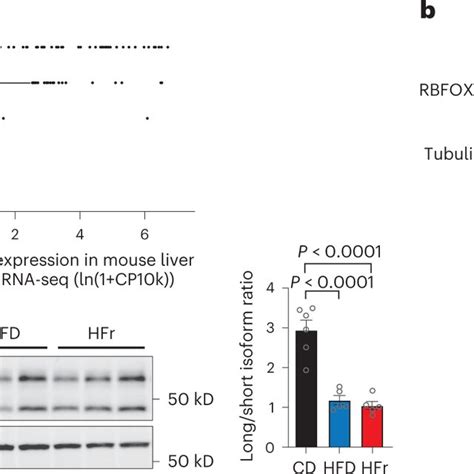 Rbfox2 Is A Splicing Factor Expressed In The Liver A Liver Single Cell Download Scientific