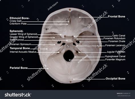 Inside Skull Anatomy At Freddy Bulloch Blog