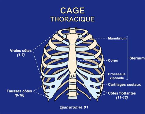 La Cage Thoraciques Anatomie Système Du Corps Humain Anatomie Du
