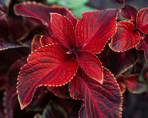 Types Of Red Leaf Plants Types Of Plants With Black Leaves Smypz