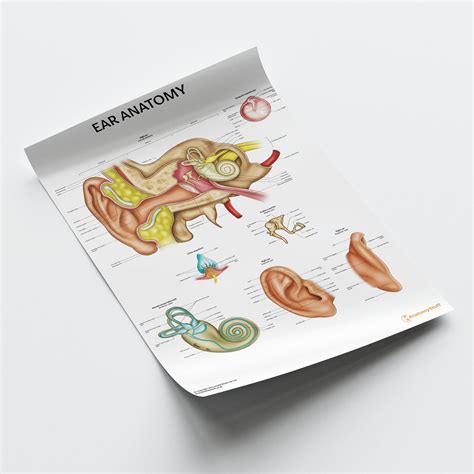 Ear Anatomy Poster Anatomical Ear Chart Anatomystuff