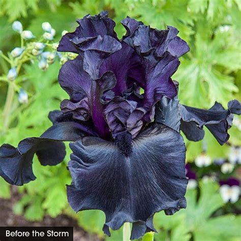 Almost Midnight Iris Collection Plantsrose