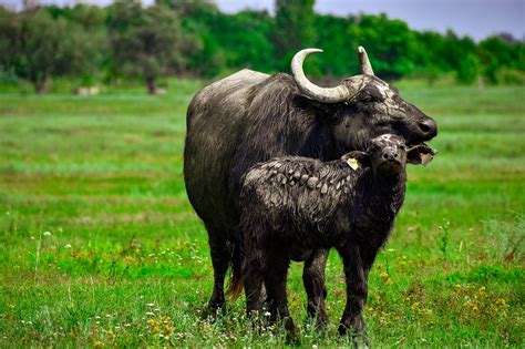 Buffalo Calf