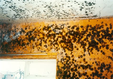 Halophane Bonding Solution Fungicidal Treatment 5 Litre Pack Size