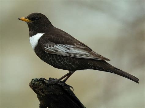 Ring Ouzel Ebird