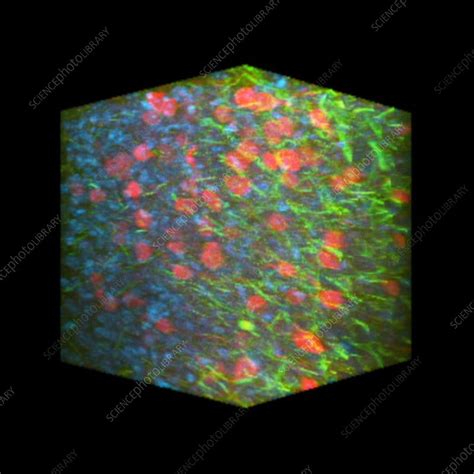 Brain Cells Multiphoton Microscope Model Stock Video Clip K008