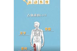运动系统 搜狗百科