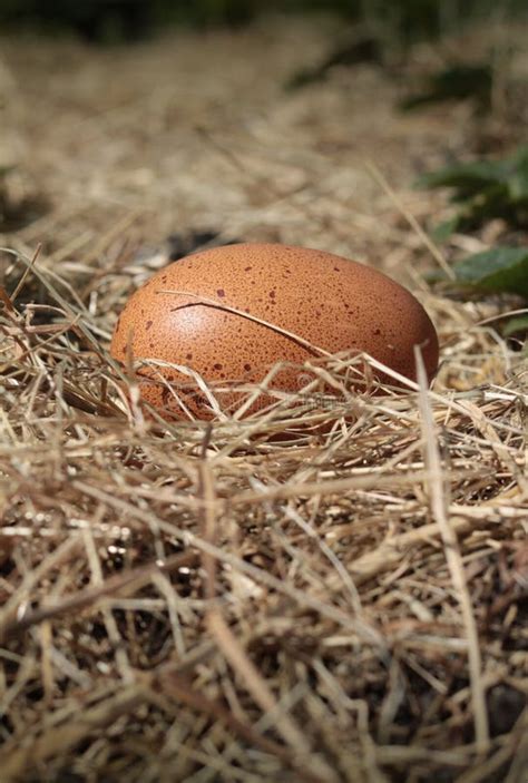 Fresh Brown Egg Stock Image Image Of Speckled Nestle 19153505