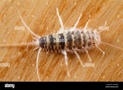 Thermobia Domesticaとは？ 意味や使い方 Prunus Domesticaの意味・使い方｜英辞郎 On The Web