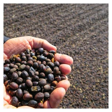 Natural Dry Coffee Processing Method Coffee Beans Natural Coffee